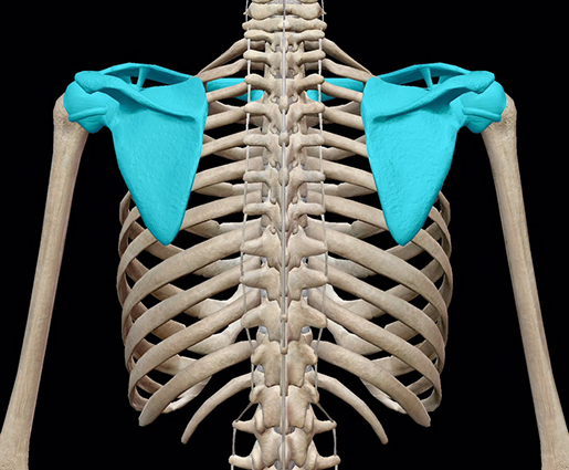 3D Skeletal System The Shoulder Girdle
